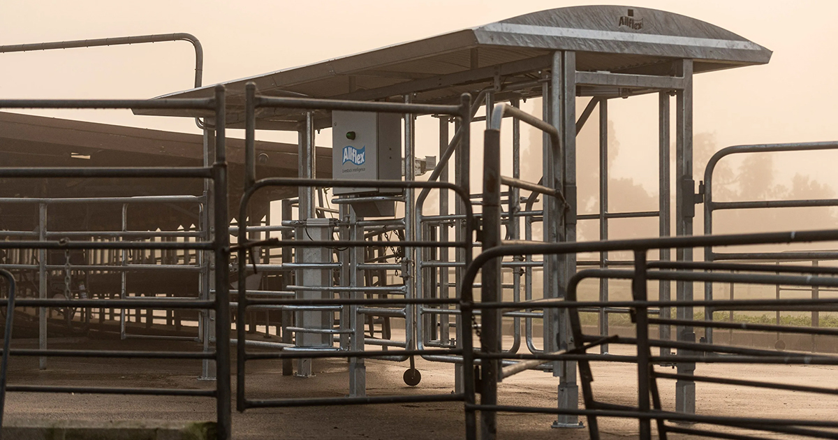 Drafting Gates | SenseHub Dairy New Zealand