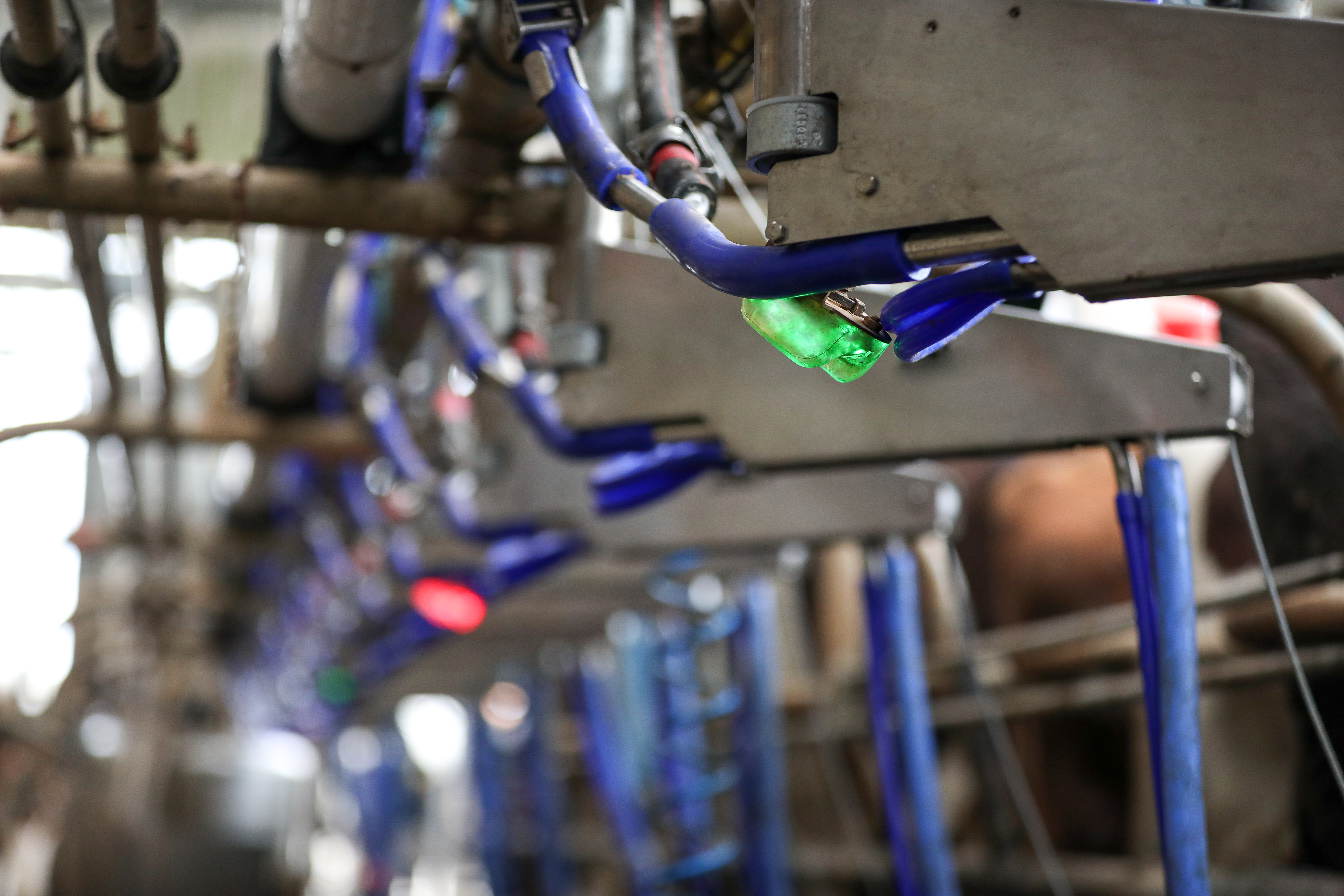 Somatic Cell Count Monitoring With SenseHub Dairy SCC Sensors